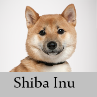 Medium Sized Dog Breeds | Dog Lover India