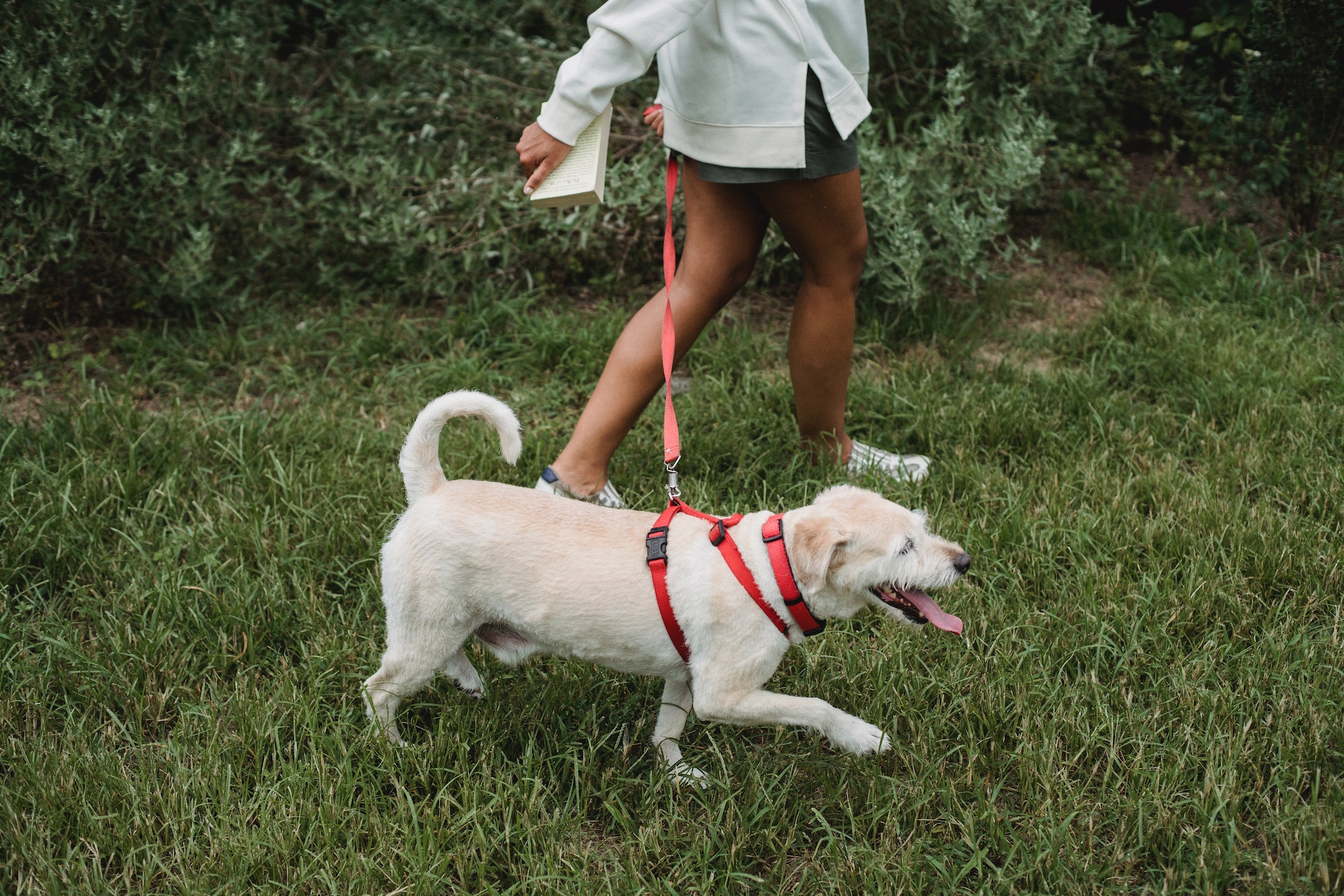 Puppies Learning to Walk: A Joyous Journey of First Steps - Dog Lover India